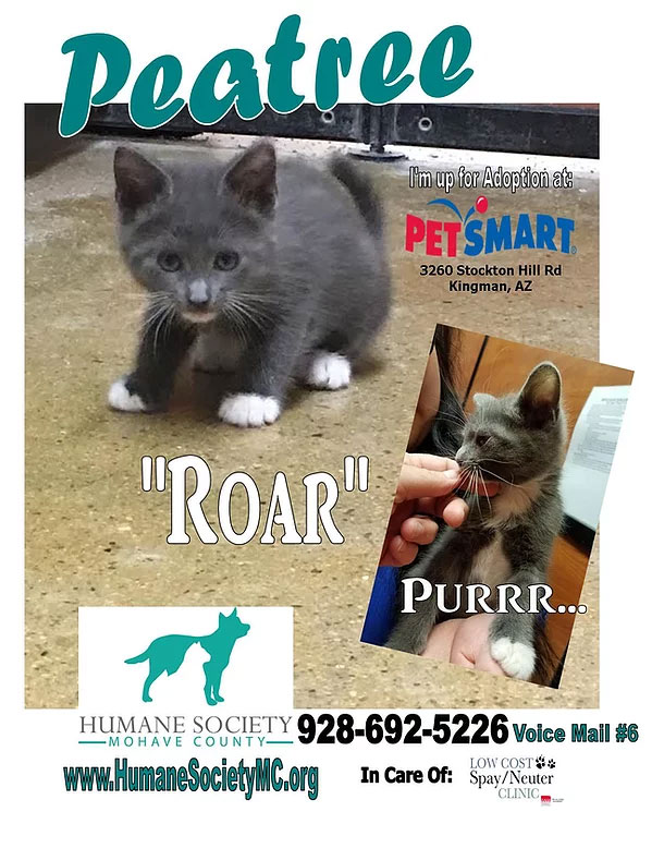 Adoptions - Vet in Kingman | Humane Society of Mohave County