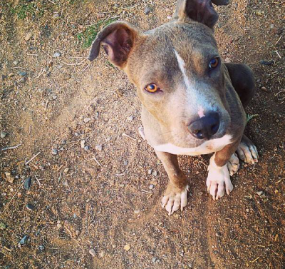 Volunteer - Vet in Kingman | Humane Society of Mohave County