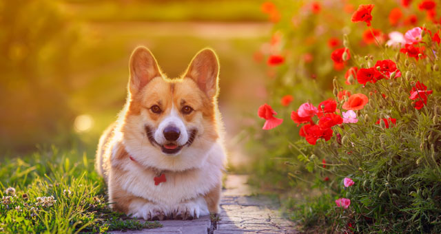 Team - Vet in Kingman | Humane Society of Mohave County