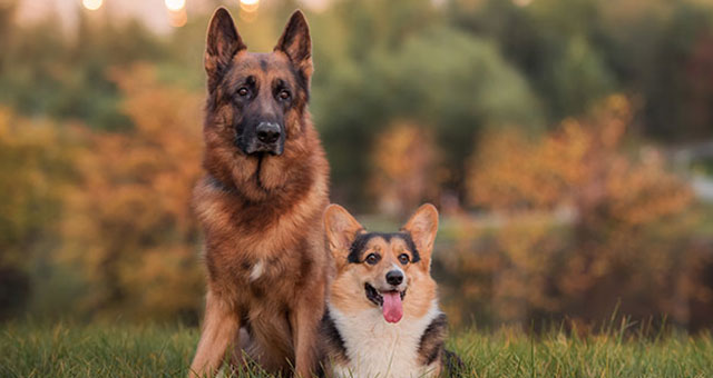 Team - Vet in Kingman | Humane Society of Mohave County