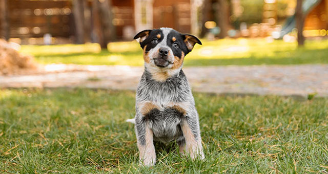 Team - Vet in Kingman | Humane Society of Mohave County