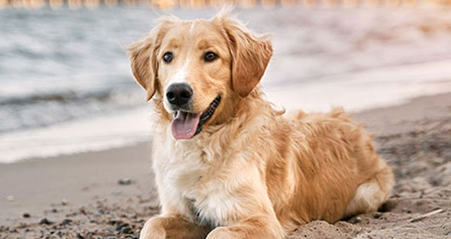 Team - Vet in Kingman | Humane Society of Mohave County